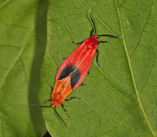 Phauda flammans (Phauda flammans) - Picture Insect