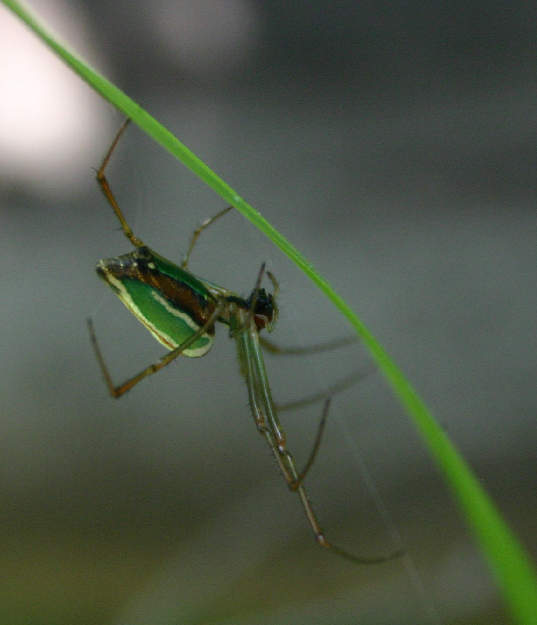 Leucauge levanderi (Leucauge levanderi) - Picture Insect