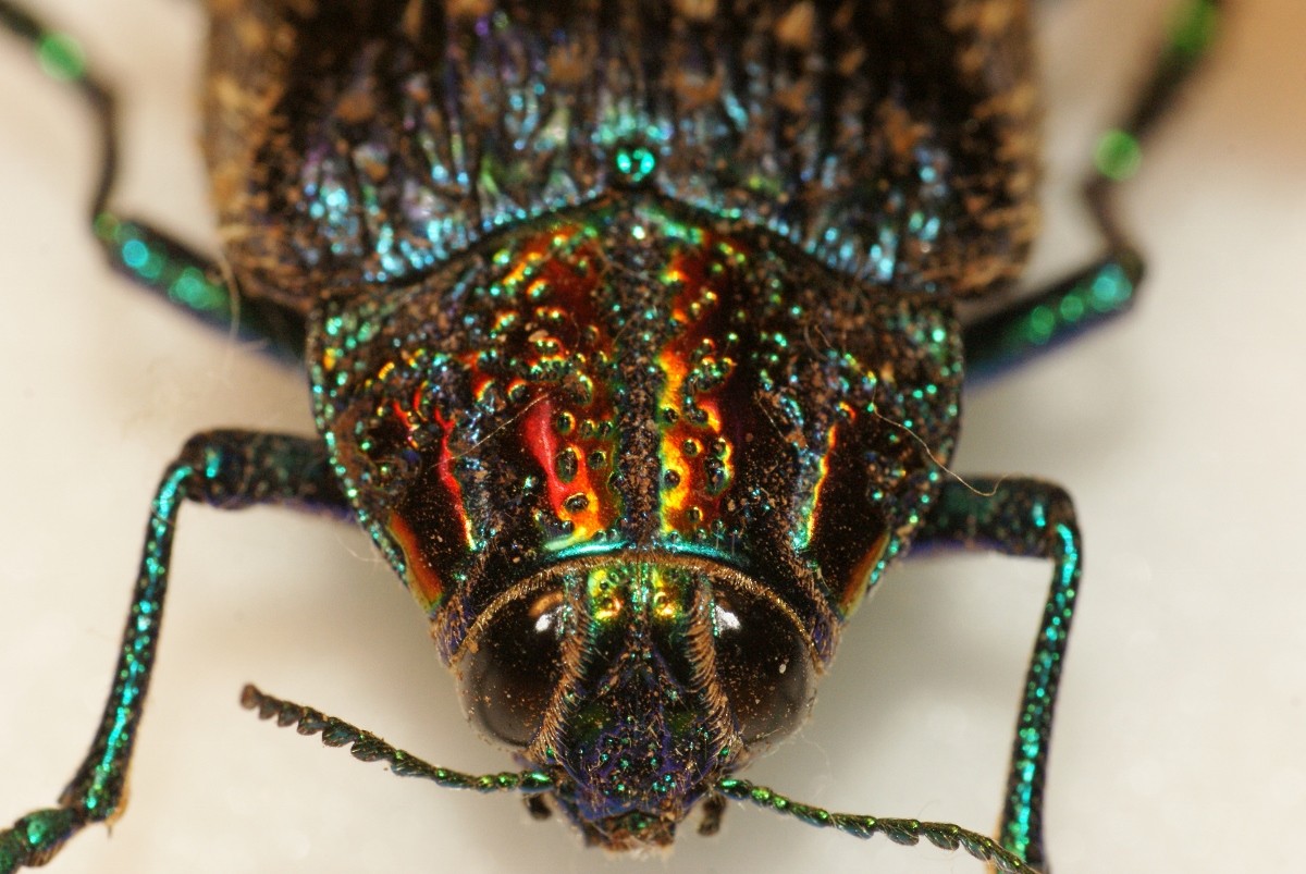 Polybothris sumptuosa (Polybothris sumptuosa) - Picture Insect
