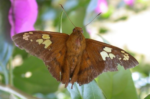 Nascus phocus (Nascus phocus) - Picture Insect