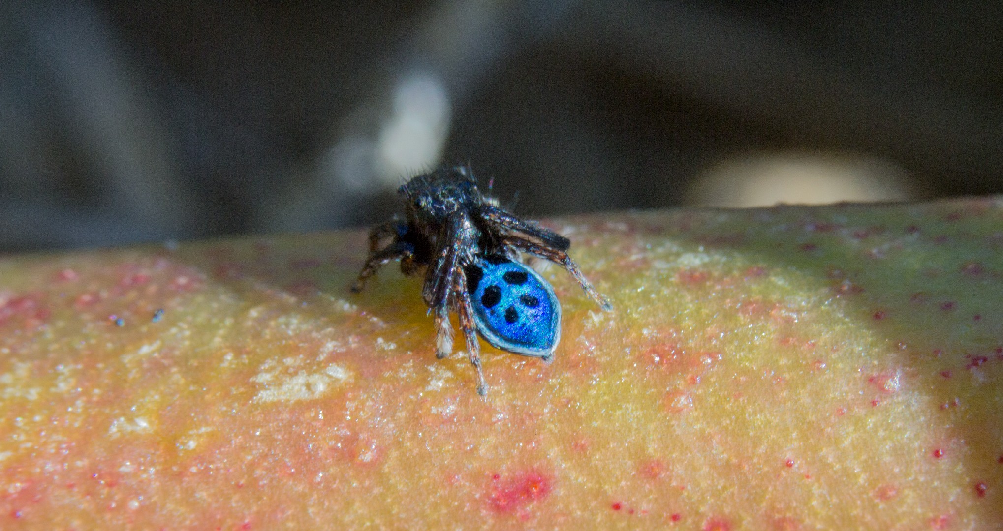 Maratus nigromaculatus (Maratus nigromaculatus) - Picture Insect