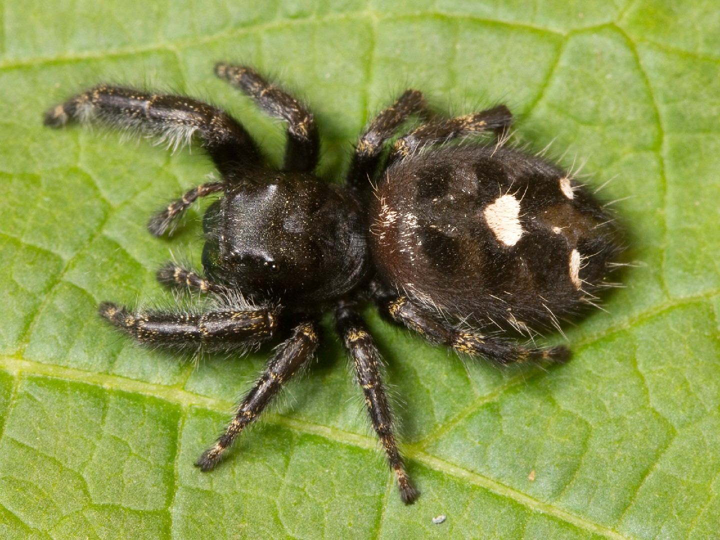 Ara a Saltadora Atrevida Phidippus Audax Picture Insect