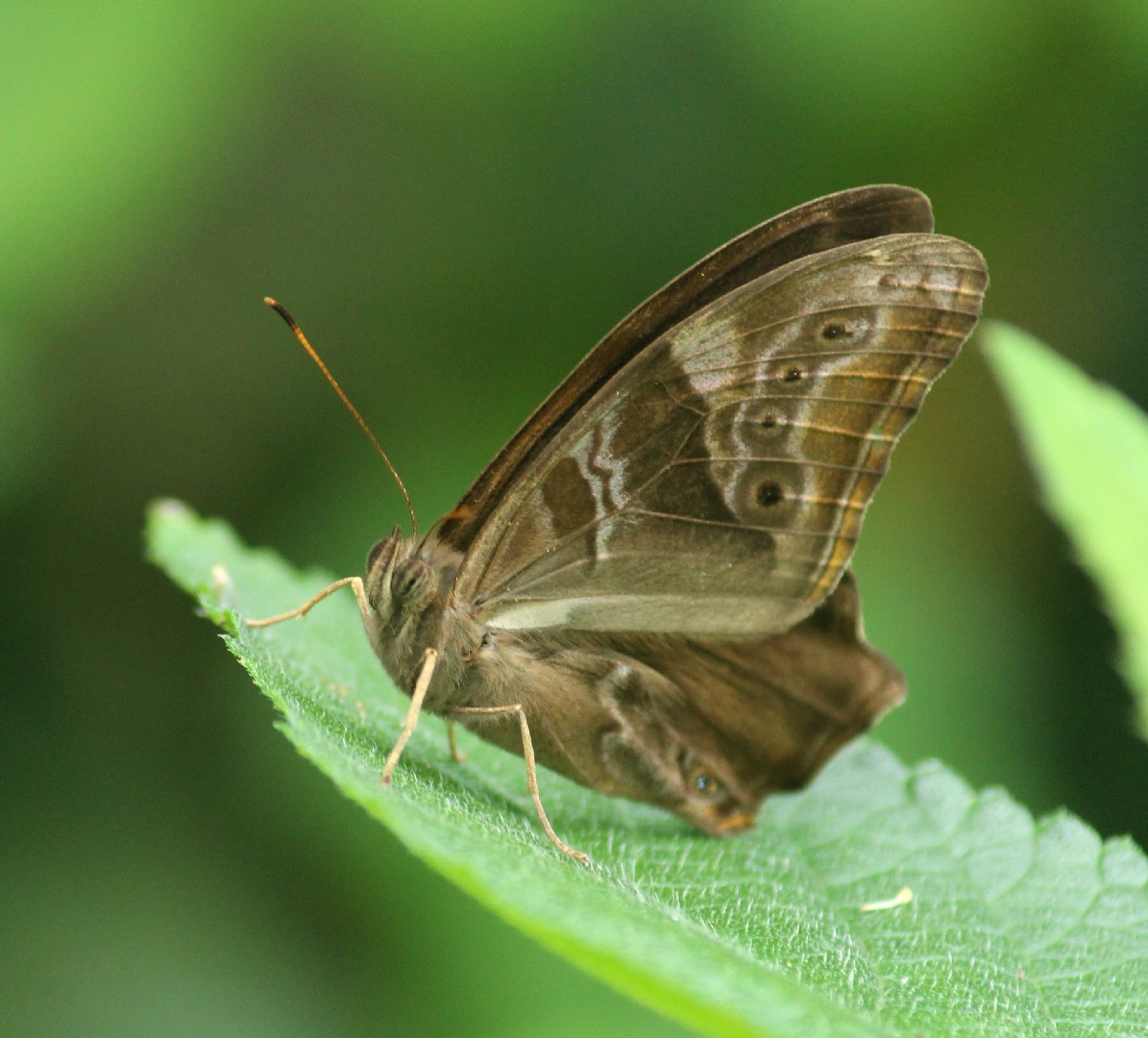 Tamil treebrown (Lethe drypetis) - Picture Insect