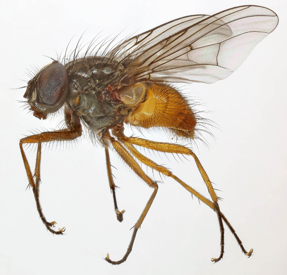 Phaonia subventa (Phaonia subventa) - Picture Insect