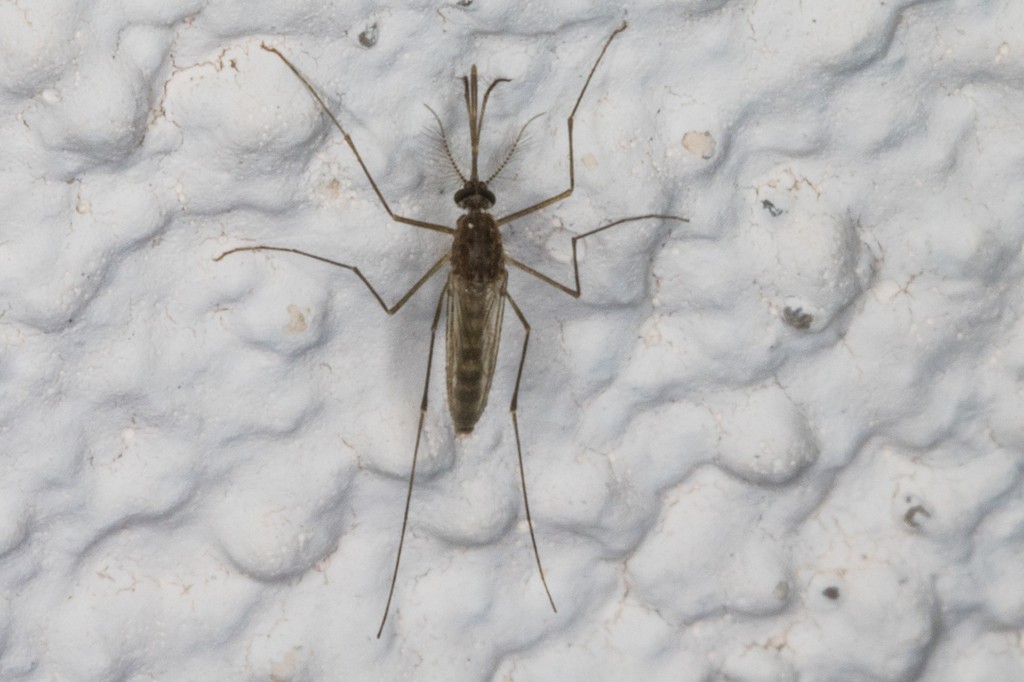 Culex quinquefasciatus (Culex quinquefasciatus) - Picture Insect