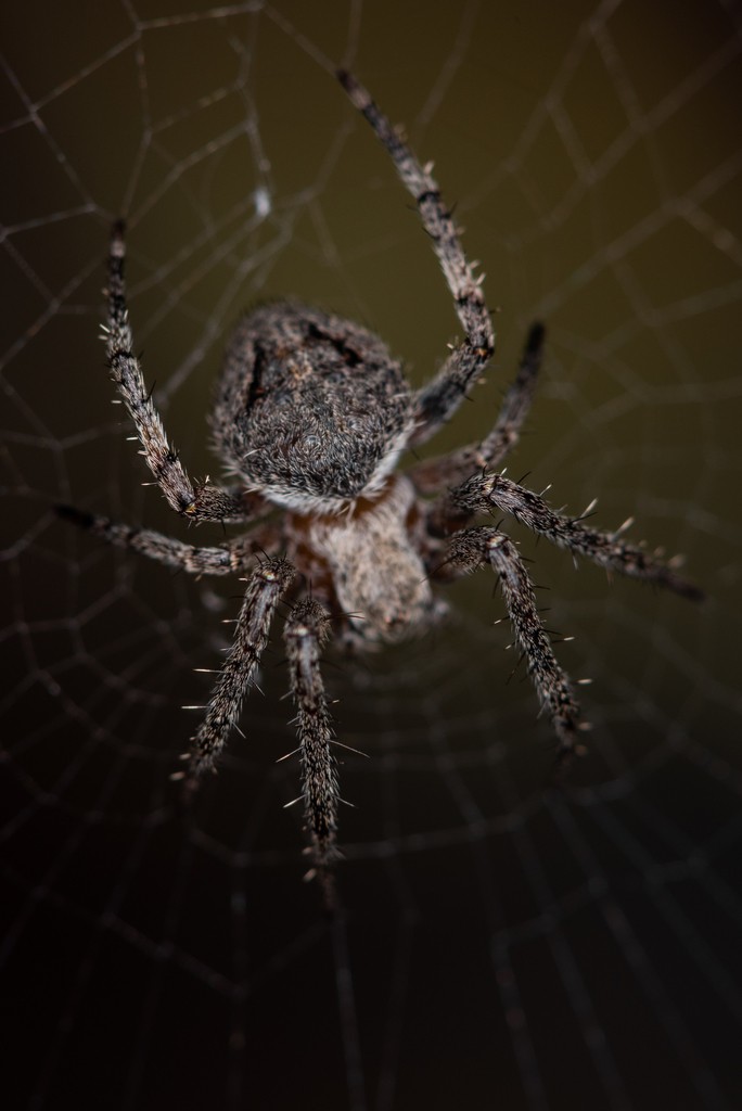 Common hairy field spider (Neoscona subfusca) - Picture Insect