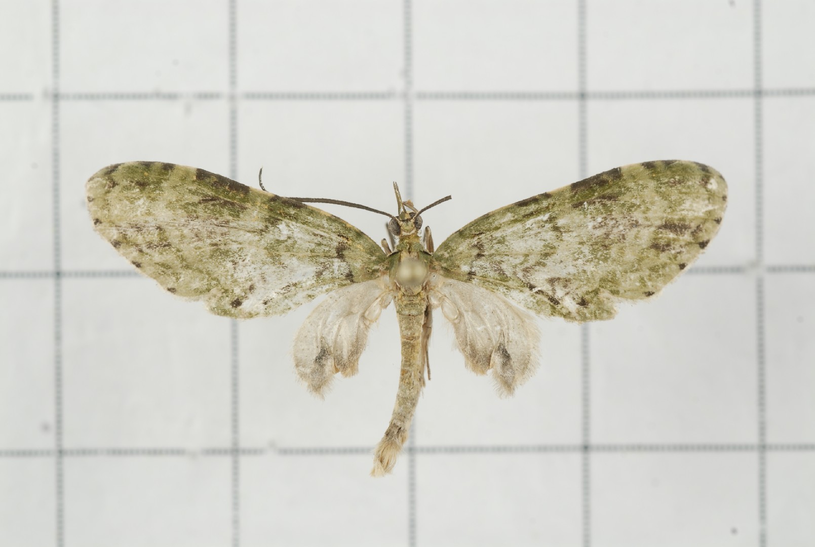 Sauris interruptata (Sauris interruptata) - Picture Insect