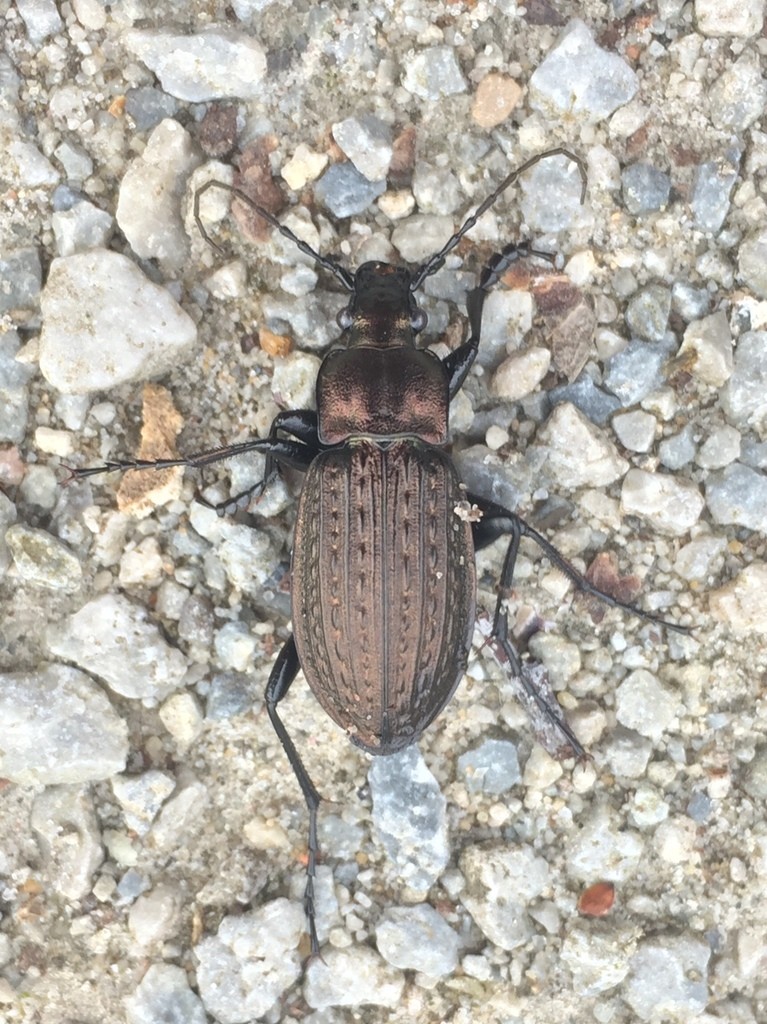 Körniger Laufkäfer (Carabus granulatus) - Picture Insect