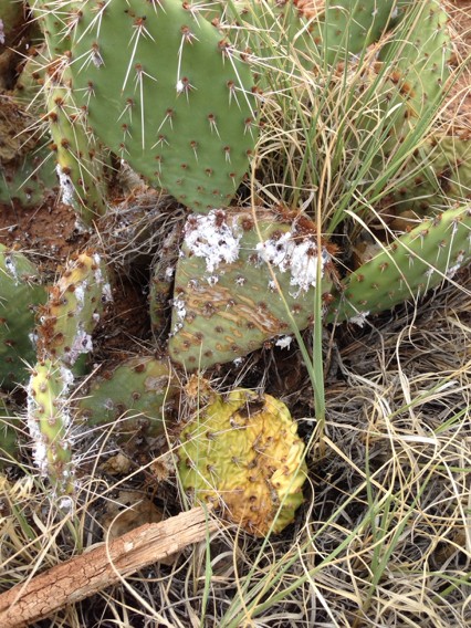 Hoja De Escamas De Dactylopiidae