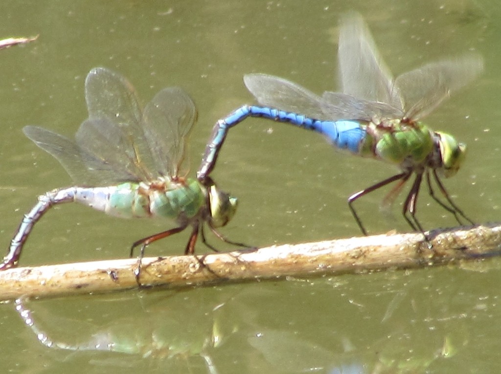Naiades Libelulas Visão De Conjunto De Anisoptera, Um Close Up De Um