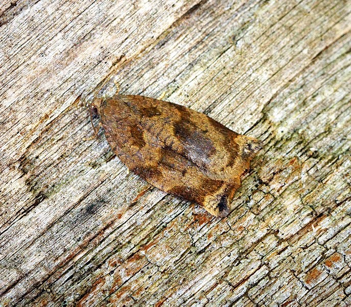 Archips (Archips) - Picture Insect