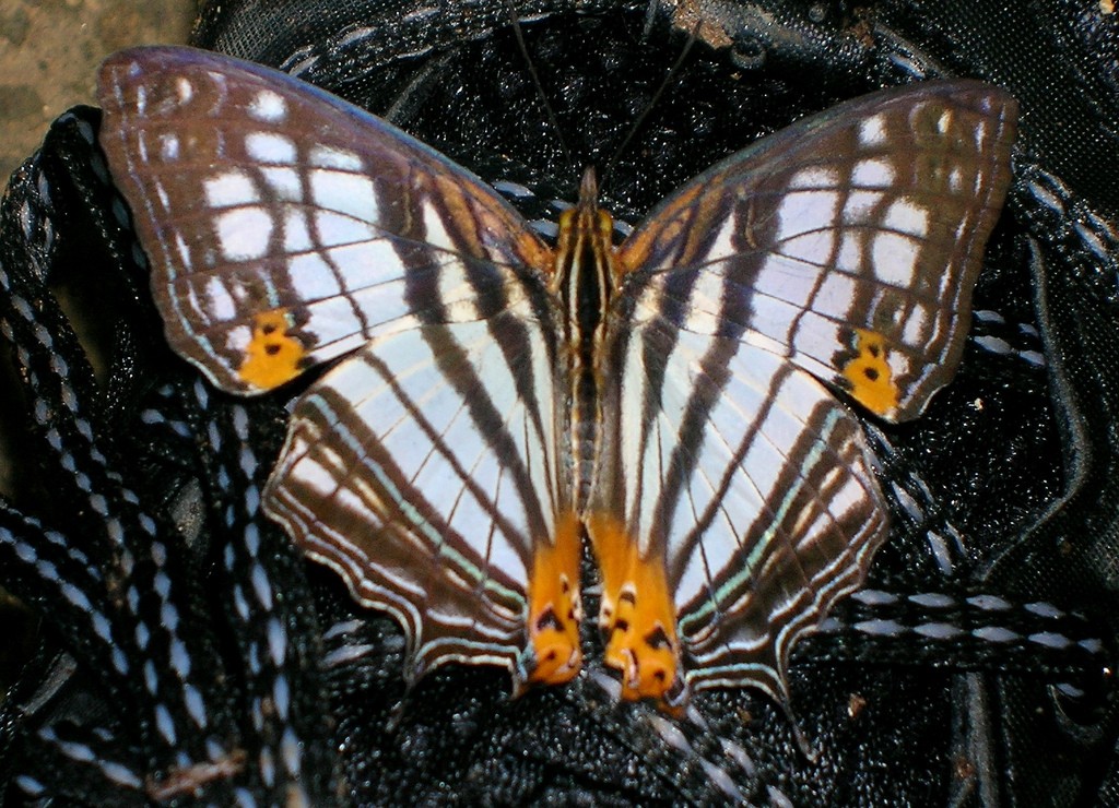 Cyrestis maenalis (Cyrestis maenalis) - Picture Insect