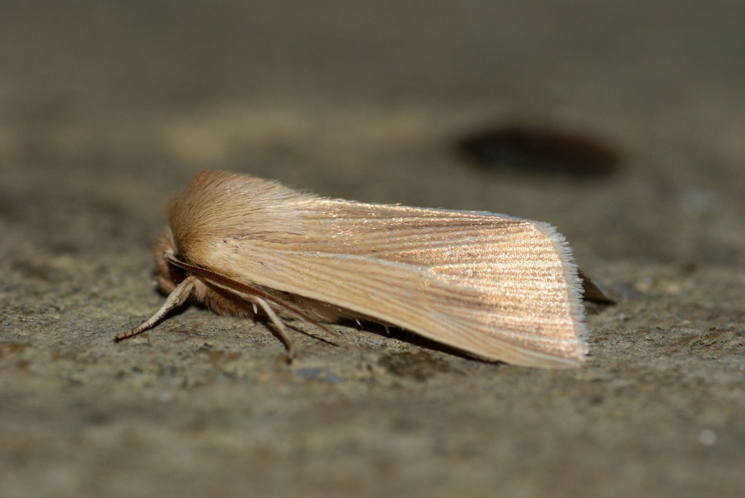 Mythimna (Mythimna) - Picture Insect