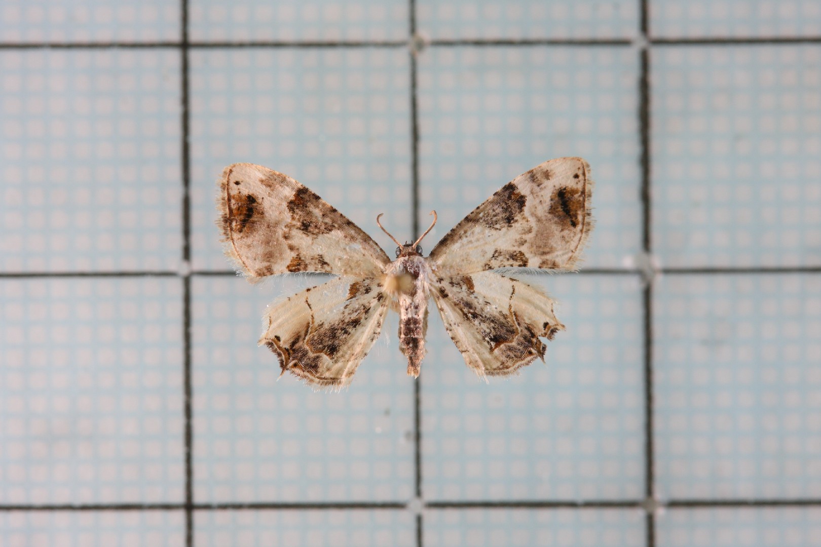 Epiplema plagifera (Epiplema plagifera) - Picture Insect