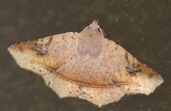 Amphiongia (Amphiongia) - Picture Insect