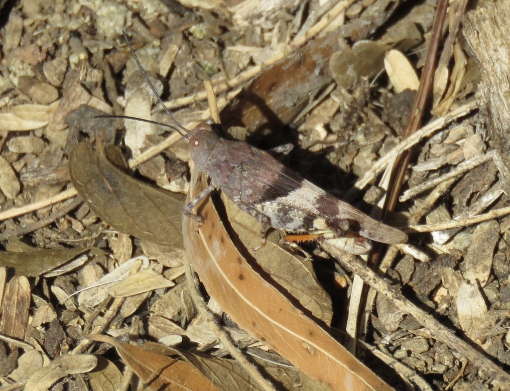 Heliastus benjamini (Heliastus benjamini) - Picture Insect