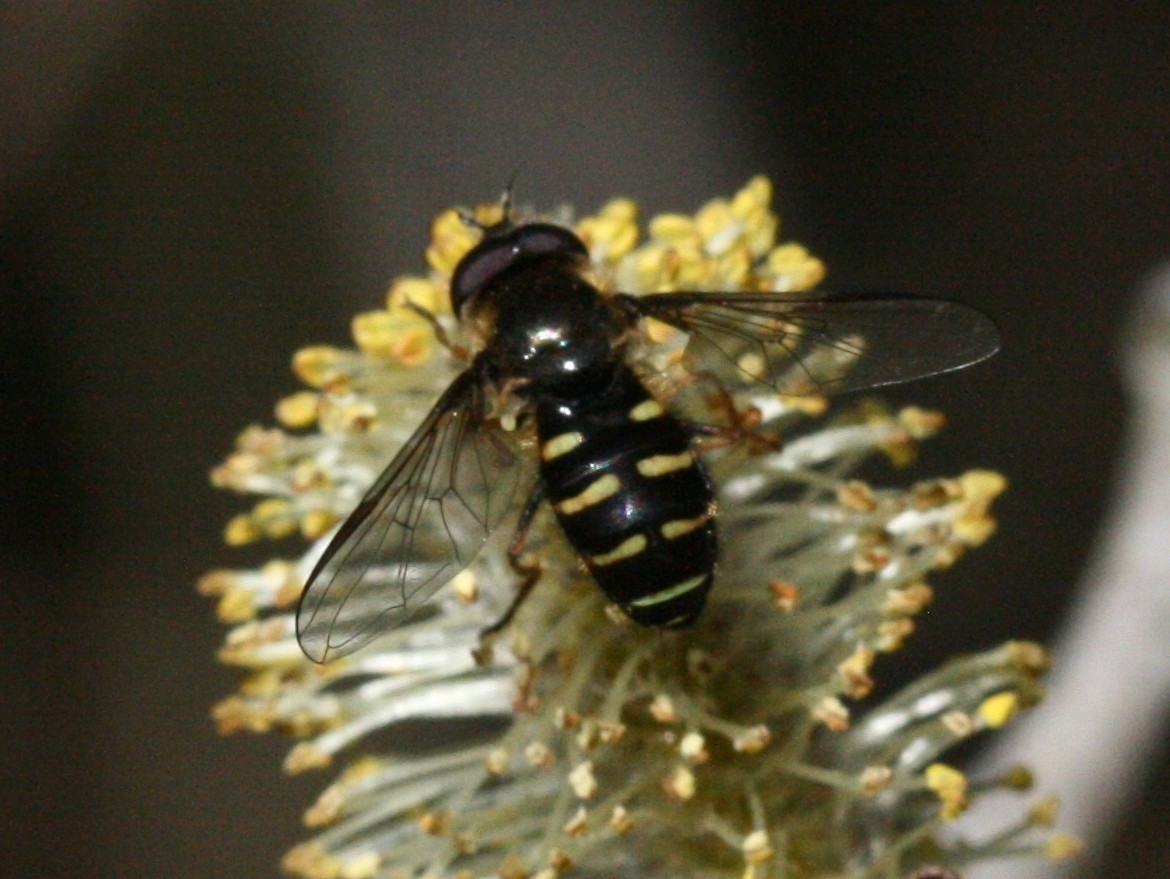 Dasysyrphus venustus (Dasysyrphus venustus) - Picture Insect