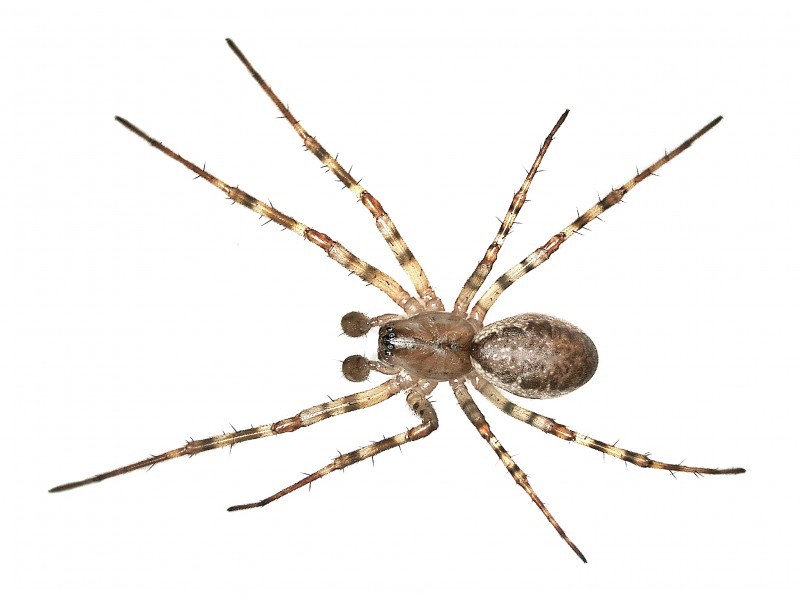 Neriene (Neriene) - Picture Insect