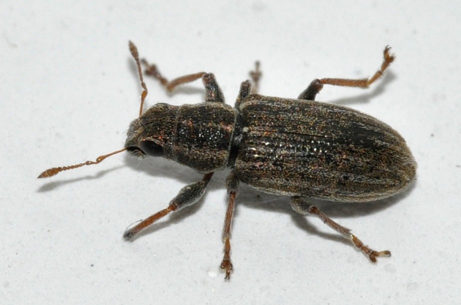 Sitona lineatus (Sitona lineatus) - Picture Insect