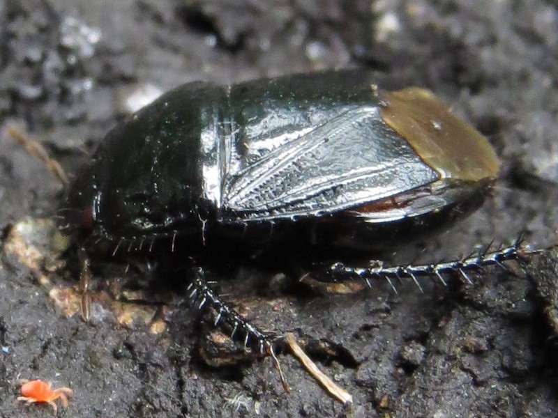 Pangaeus (Pangaeus) - Picture Insect