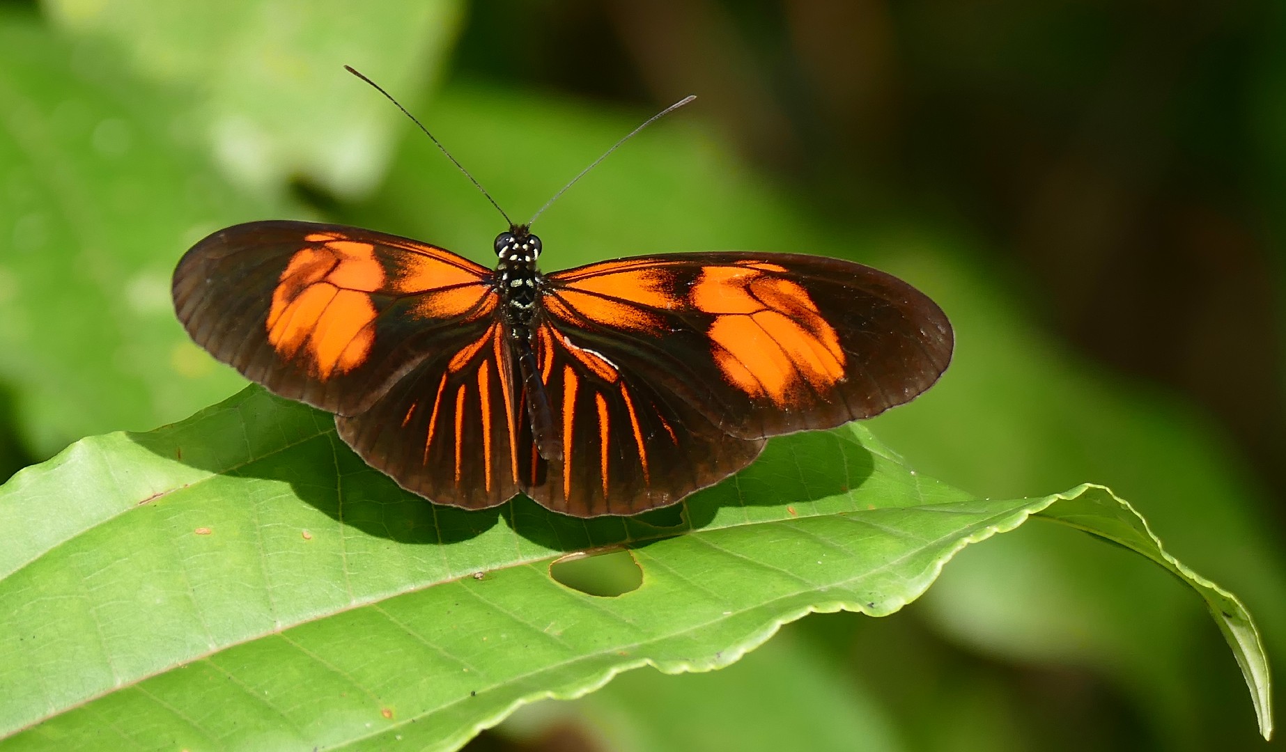 Postman Butterfly