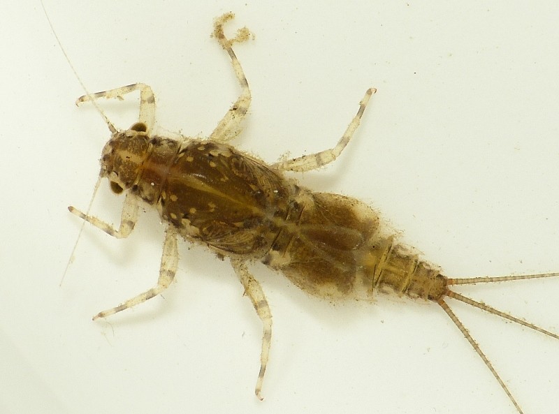 Caenis robusta (Caenis robusta) - Picture Insect
