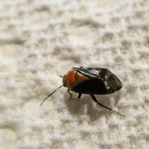 Neocapsus cuneatus (Neocapsus cuneatus) - Picture Insect