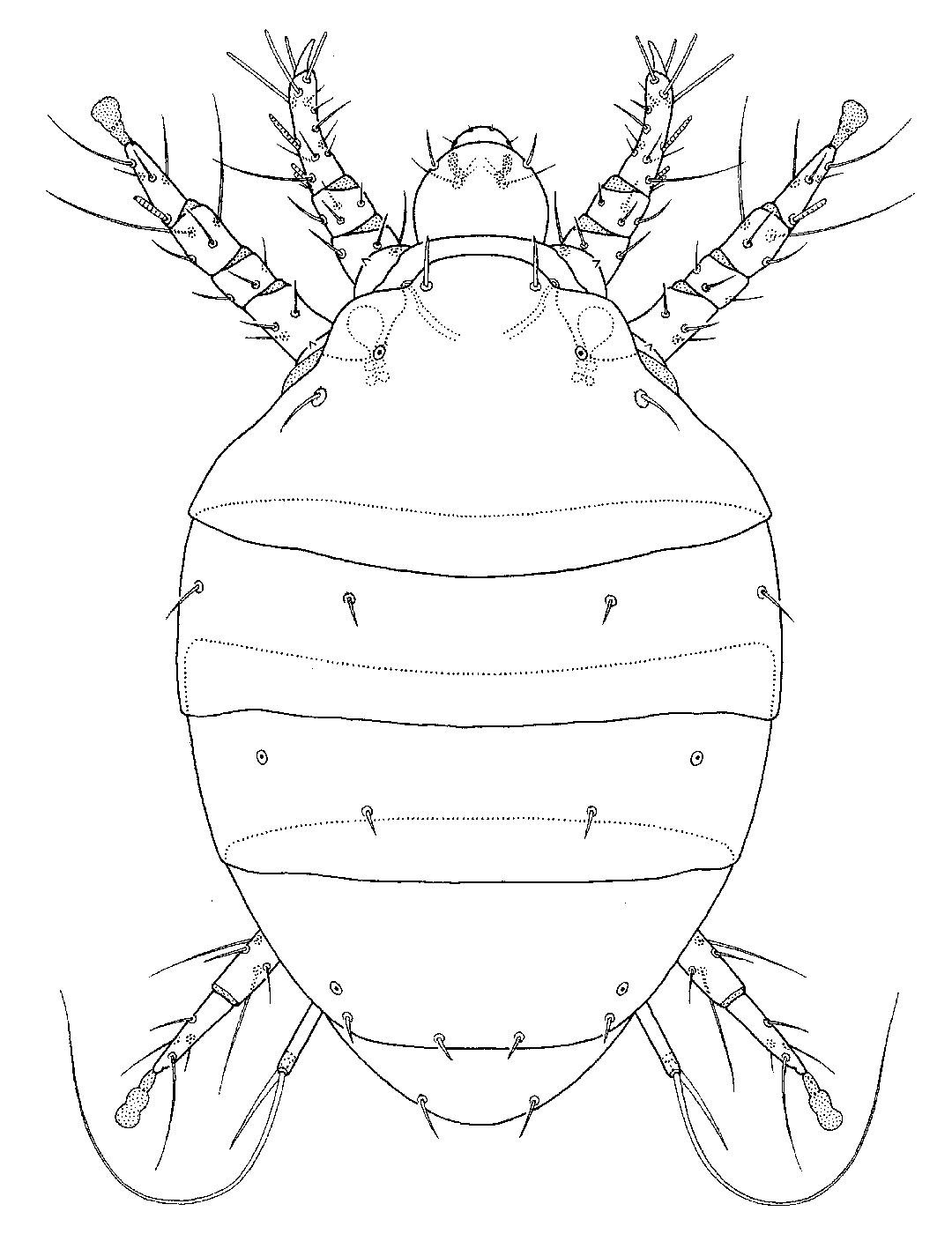 Ácaro tostador de la papa (Polyphagotarsonemus latus) - Picture Insect