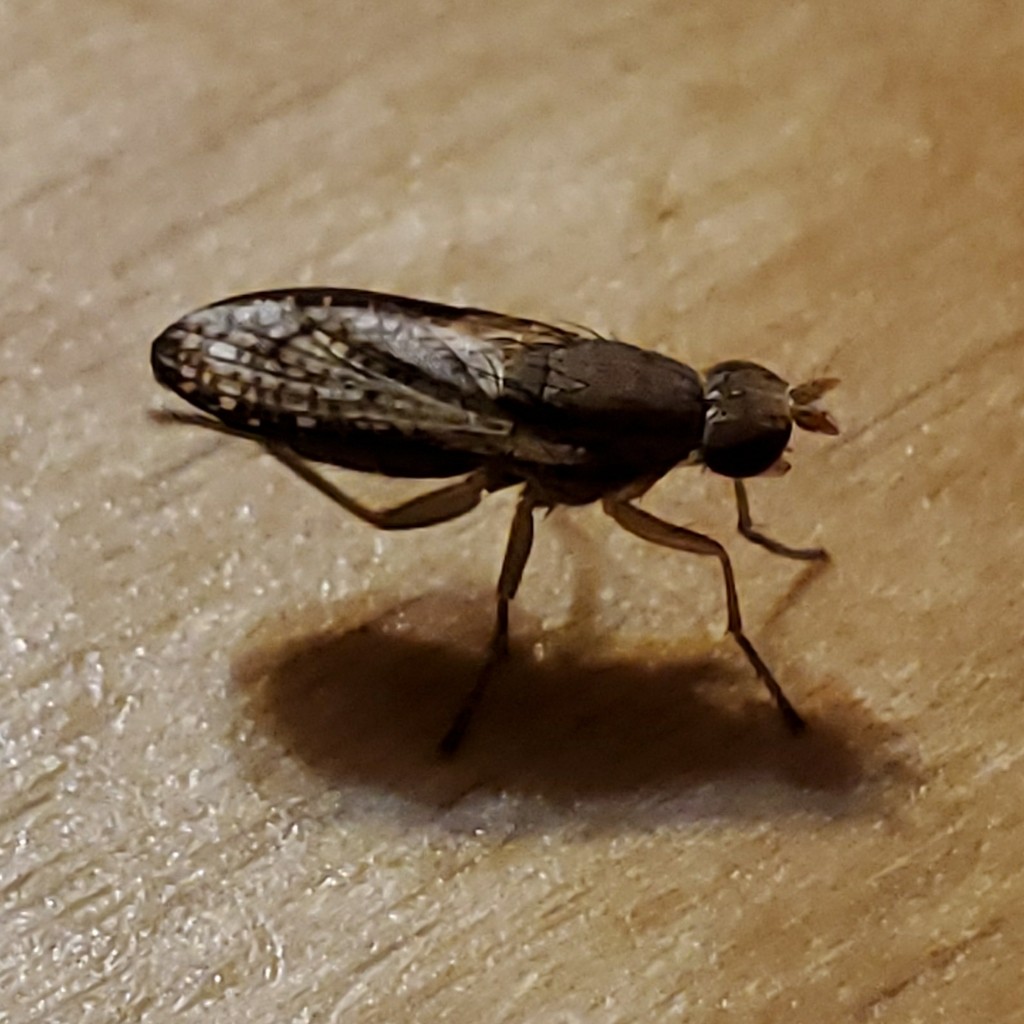 Trypetoptera canadensis (Trypetoptera canadensis) - Picture Insect