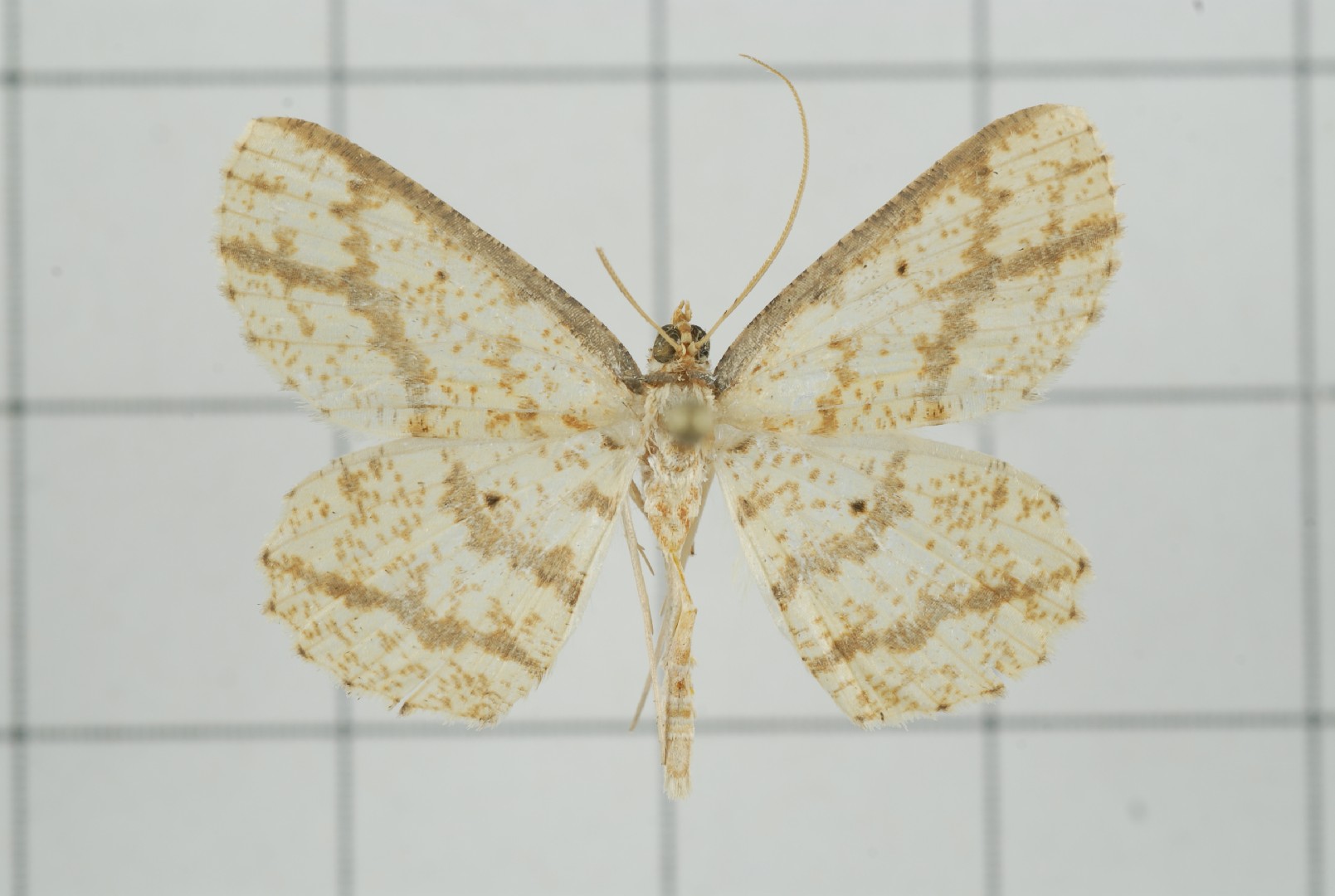 Synegia eumeleata (Synegia eumeleata) - Picture Insect