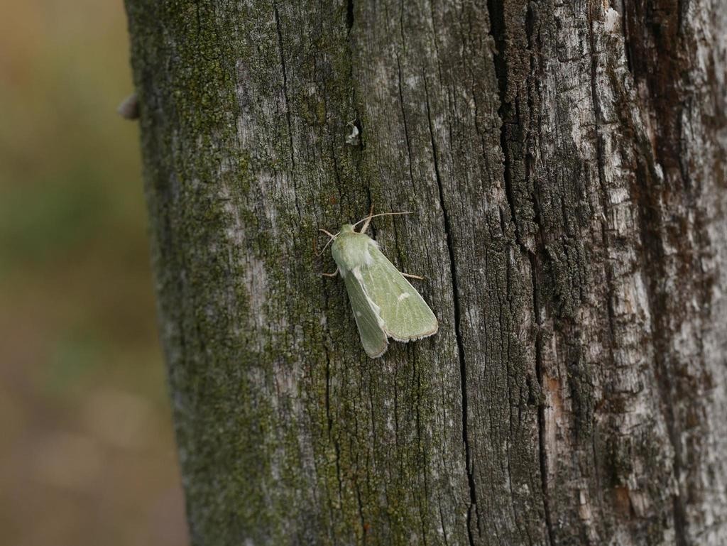 Calamia tridens (Calamia tridens) - Picture Insect