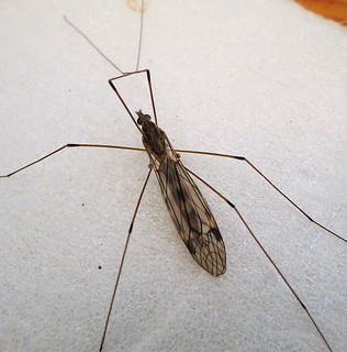 Tipula rufina (Tipula rufina) - Picture Insect