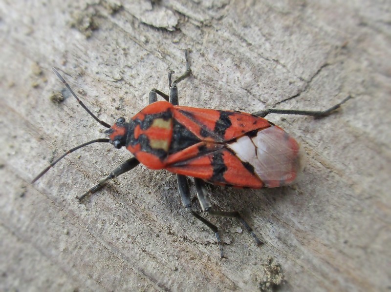 Spilostethus (Spilostethus) - Picture Insect