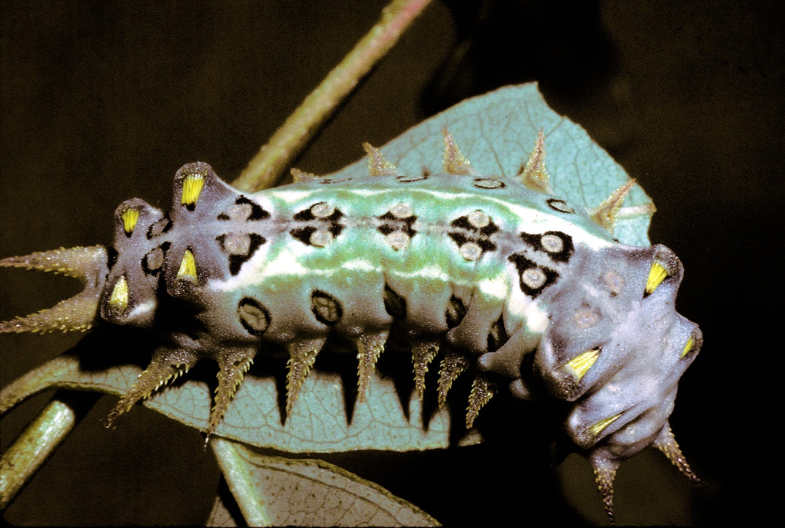 Painted cup moth (Doratifera oxleyi) - Picture Insect