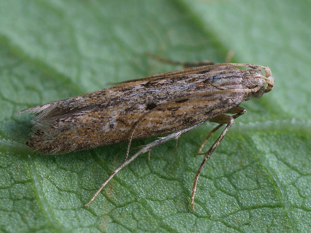 Palomilla de la papa (Phthorimaea operculella) - Picture Insect