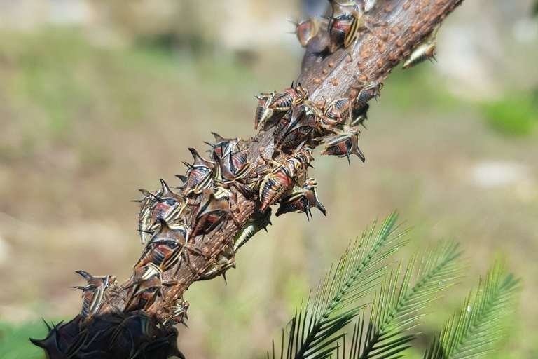 Thorn Bug How to identify it? - Picture Insect