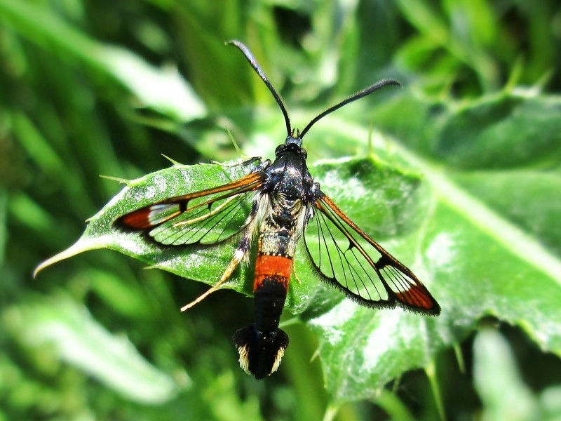 Ala clara de punta roja (Synanthedon formicaeformis) - Picture Insect