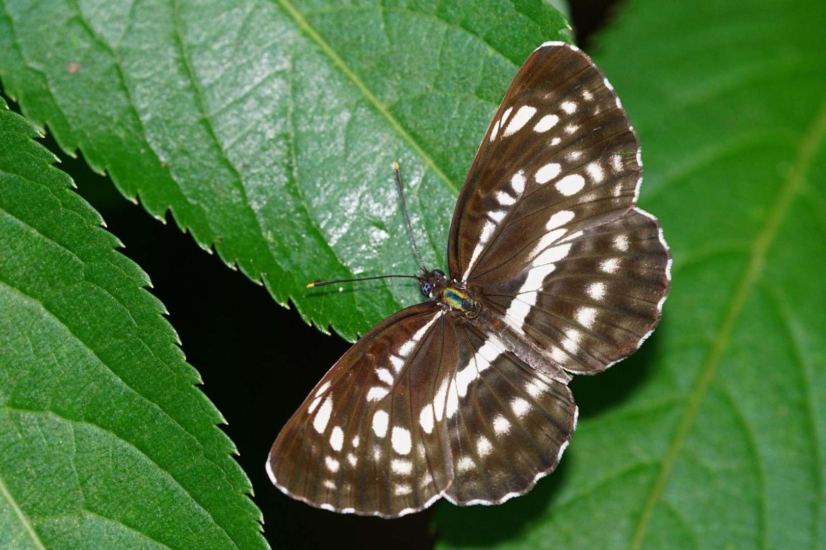 Neptis pryeri (Neptis pryeri) - Picture Insect