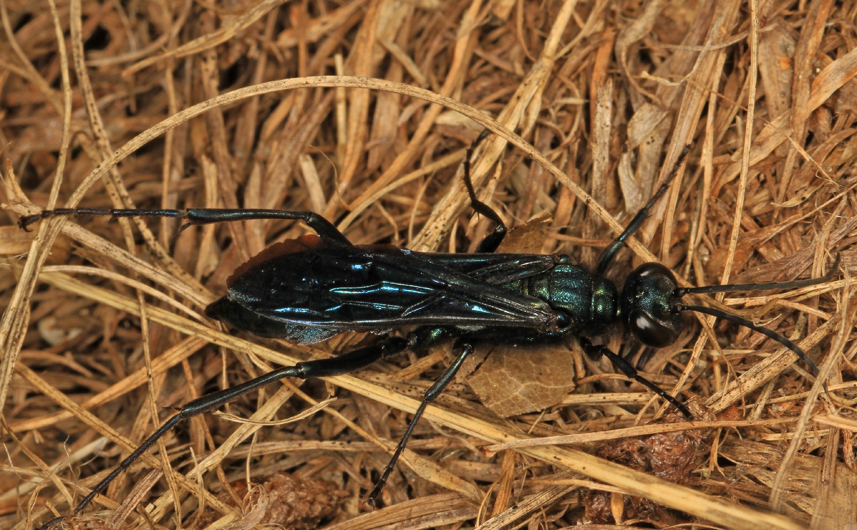 Blue Mud Wasp Chalybion Californicum Picture Insect