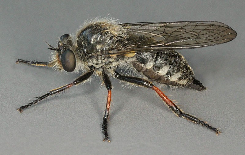 Leptarthrus (Leptarthrus) - Picture Insect