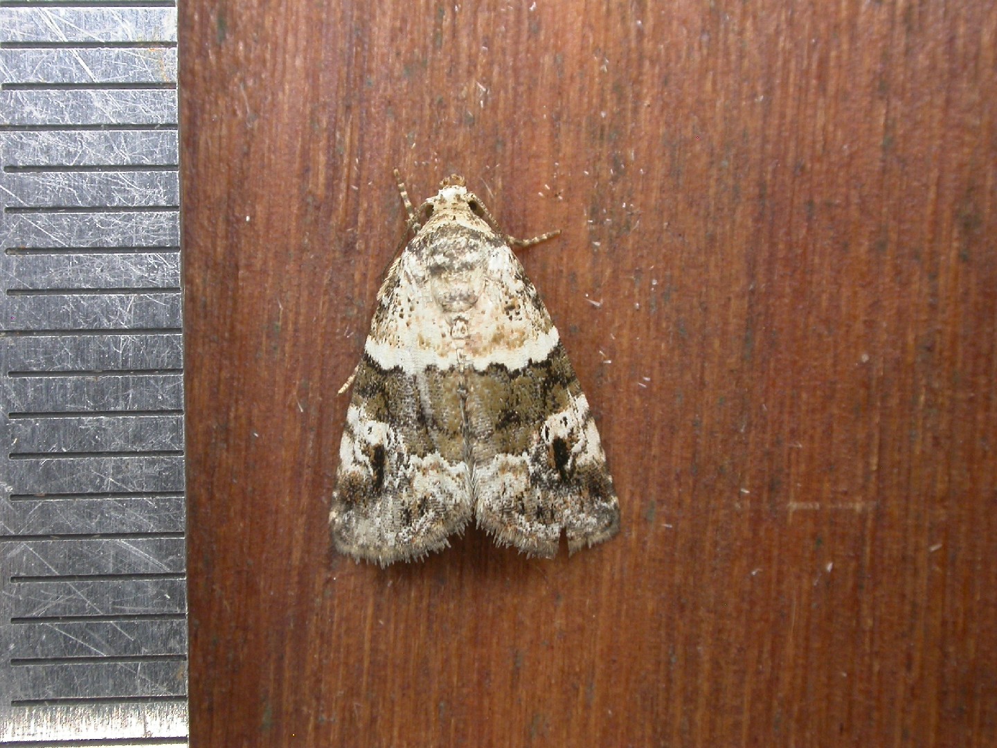 標瑙夜蛾 (Maliattha signifera) - Picture Insect