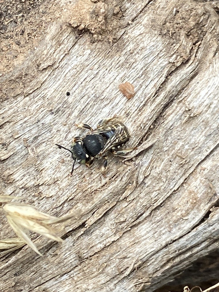 Anthidium punctatum (Anthidium punctatum) - Picture Insect