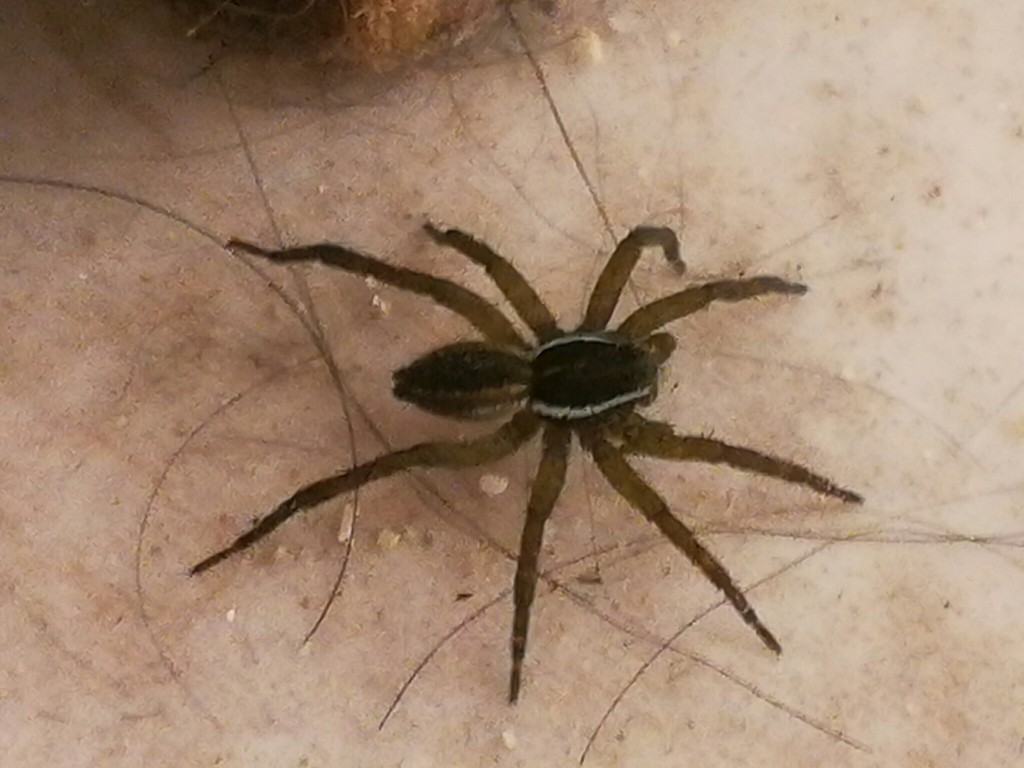 Top 6 Most Common Insects in Trinidad - Picture Insect