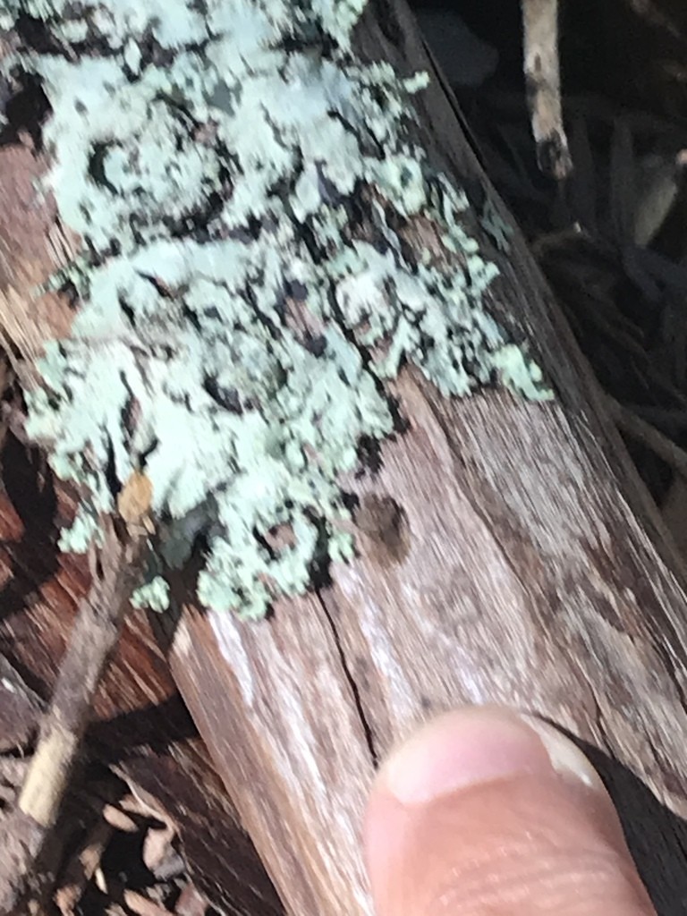 Cixius (Cixius) - Picture Insect