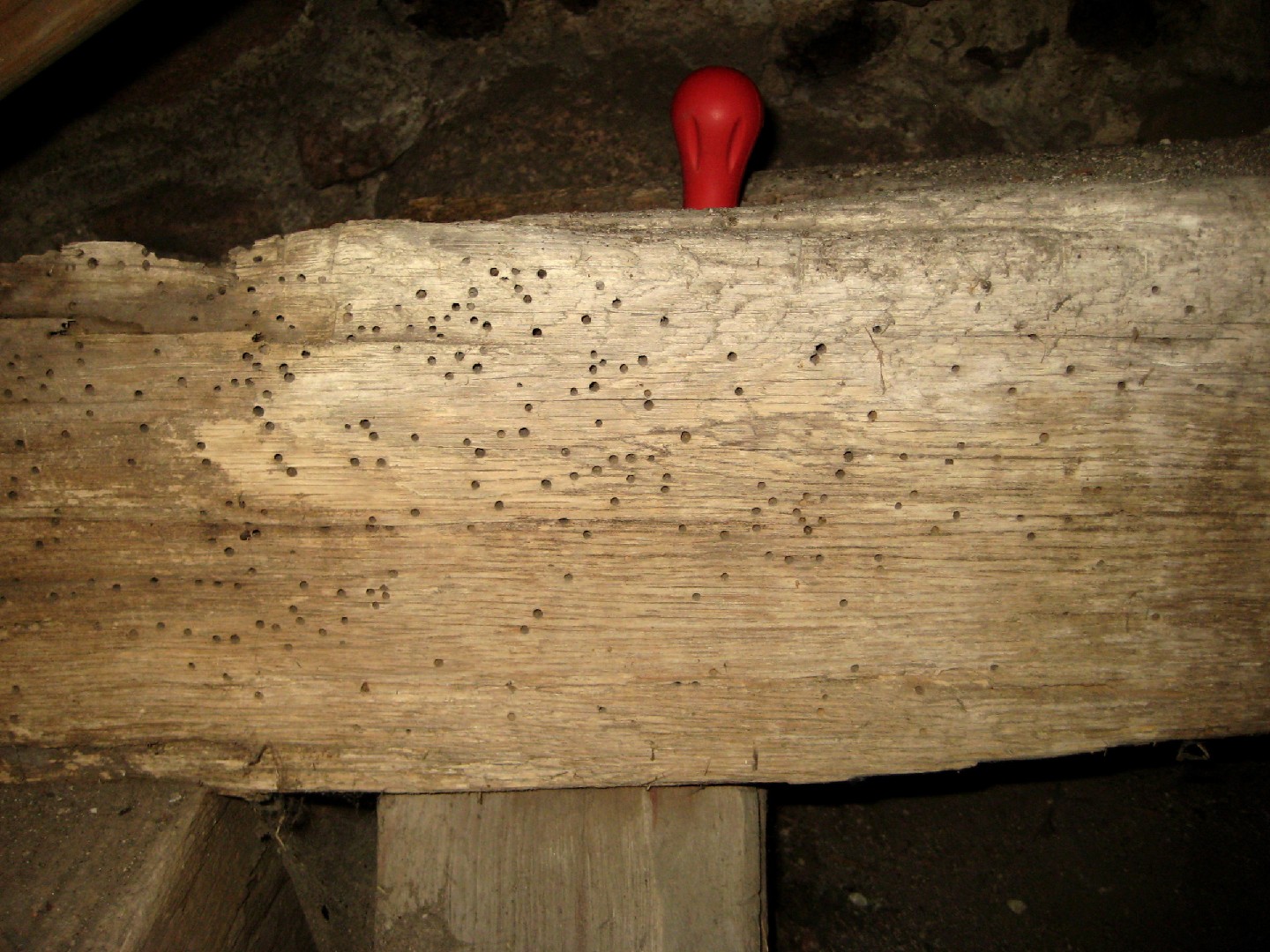 Escarabajo del reloj de la muerte (Xestobium rufovillosum) - Picture Insect