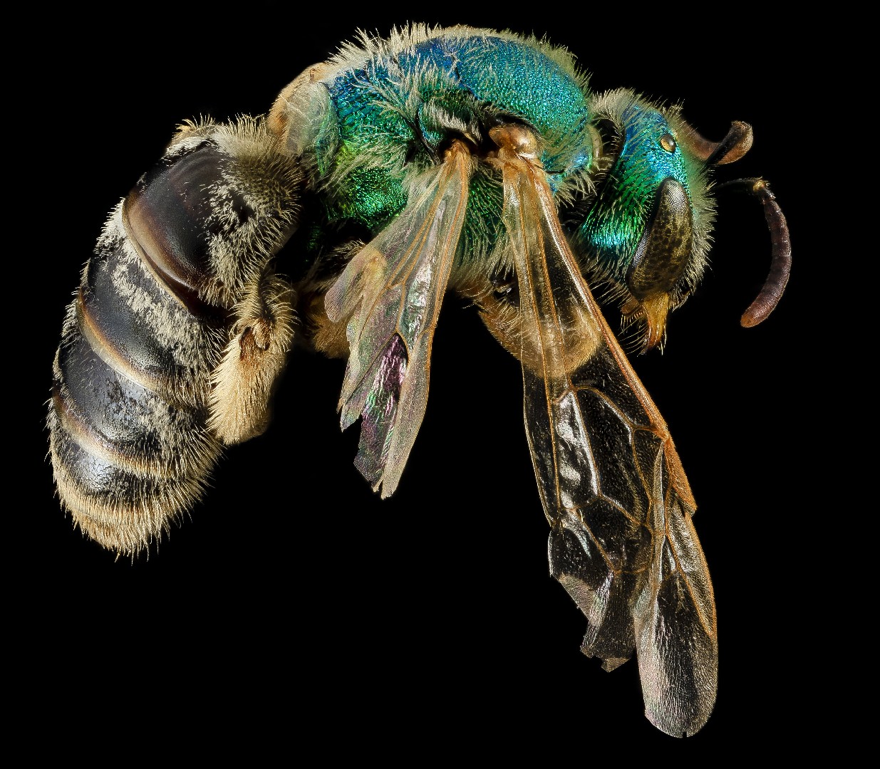 Agapostemon angelicus (Agapostemon angelicus) - Picture Insect