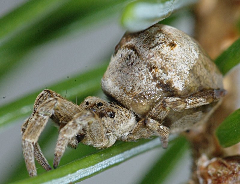 Hyptiotes paradoxus (Hyptiotes paradoxus) - Picture Insect