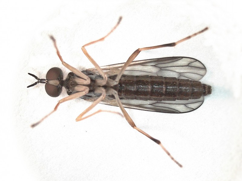 Xylophagus (Xylophagus) - Picture Insect