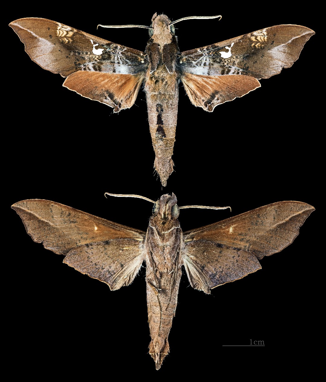 Callionima inuus (Callionima inuus) - Picture Insect