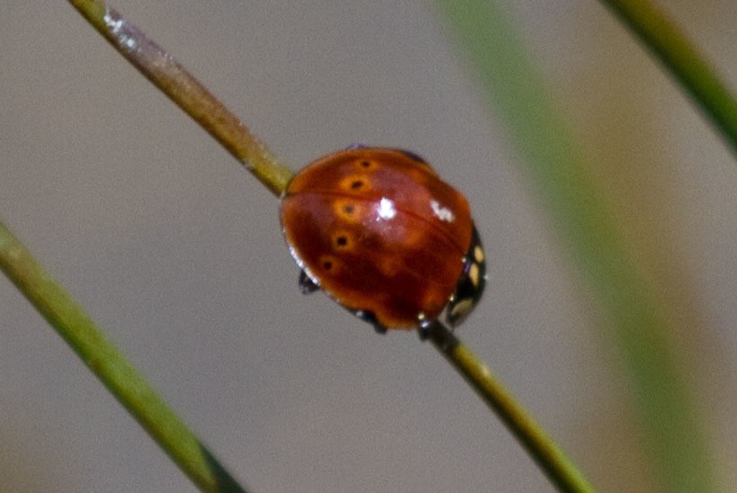 Anatis (Anatis) - Picture Insect